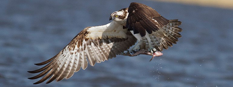 Osprey – Amazing Nature Scandinavia