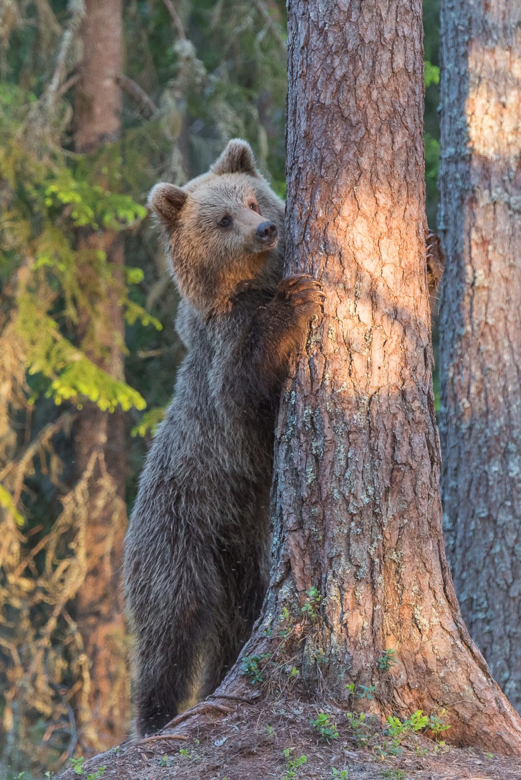 Cabane d’observation des ours – Amazing Nature Scandinavia
