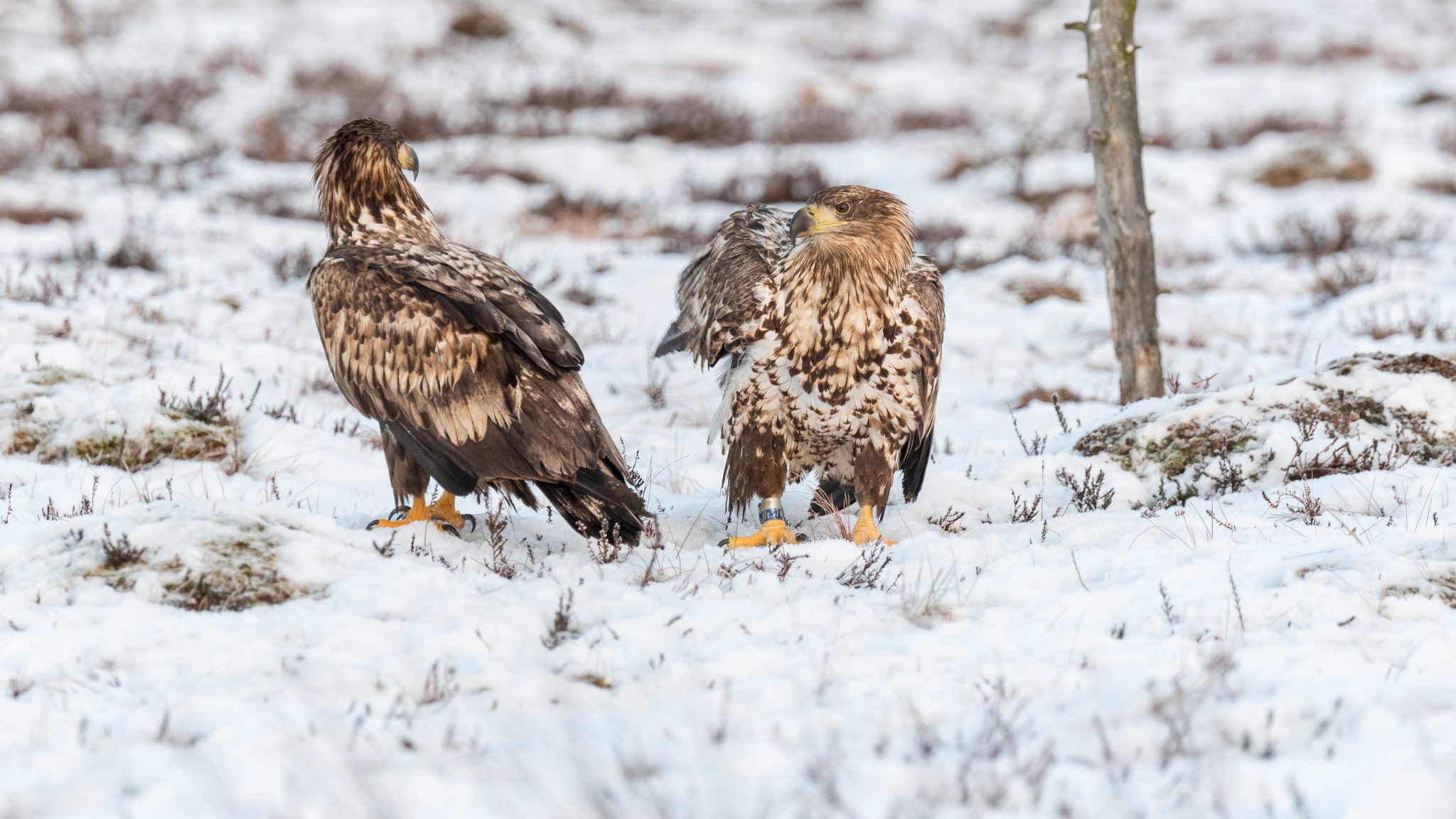 Aigle royal et Pygargue à queue blanche – Amazing Nature Scandinavia